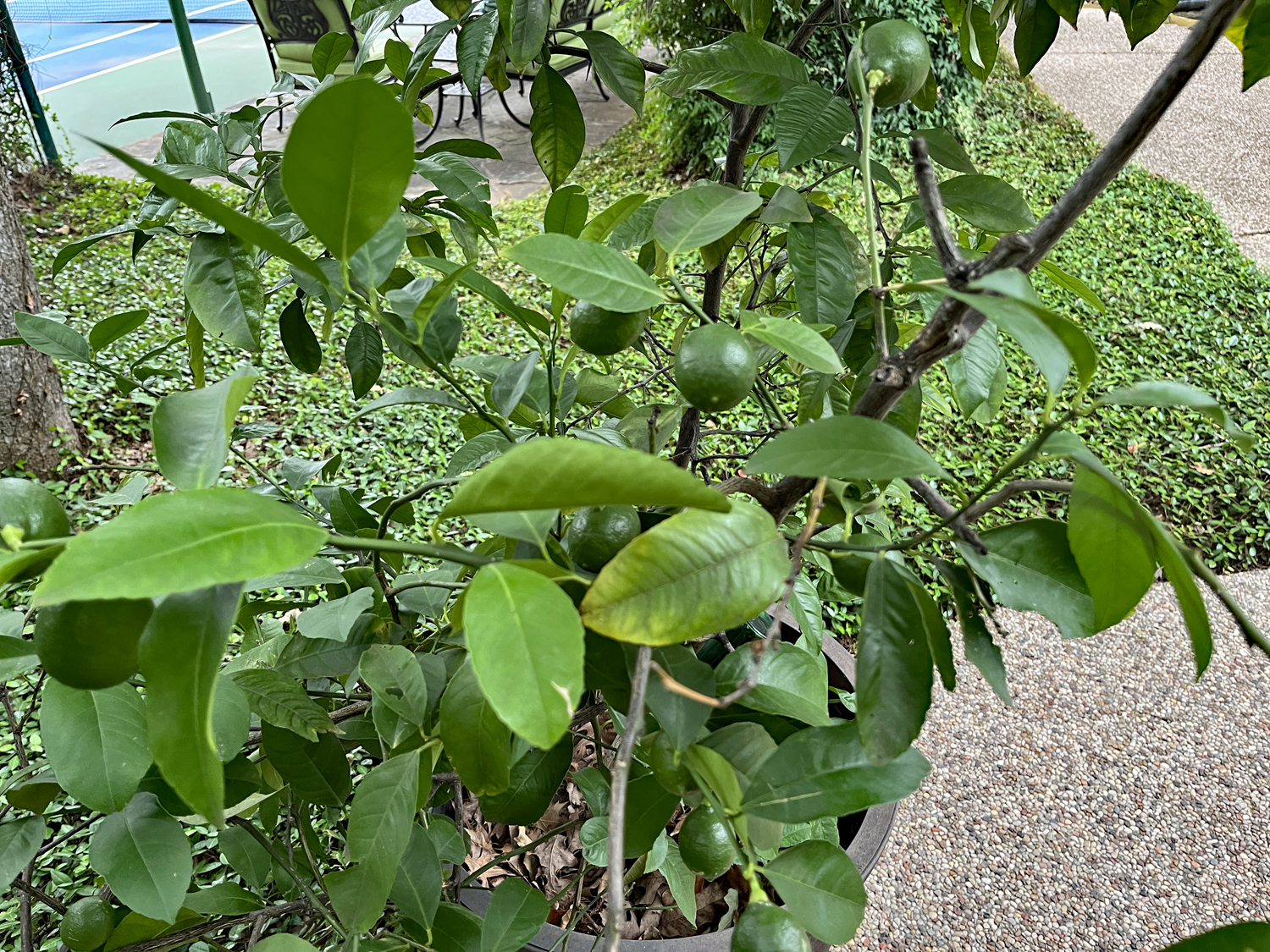 Spellbinders | Lovely Lemons: Die Cutting, Ink Blending & a Touch of Gold